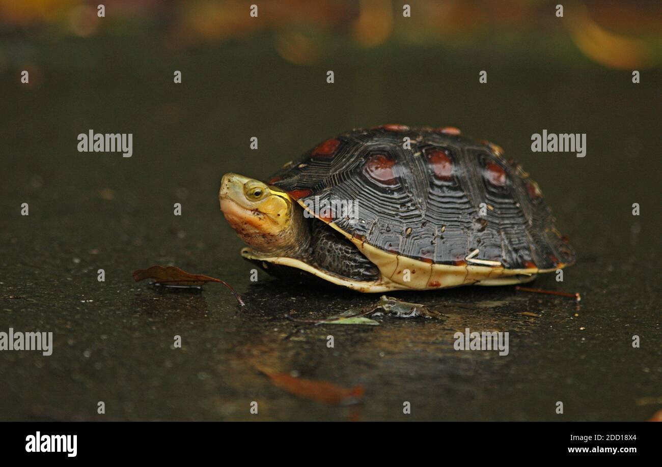 Turtle legs hi-res stock photography and images - Alamy