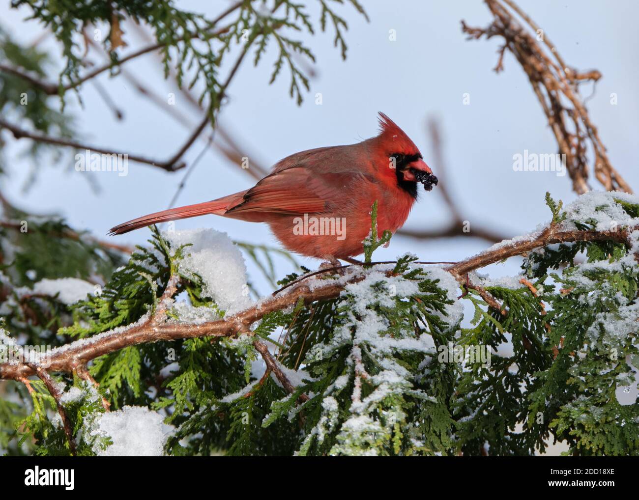 Shrubby areas hi-res stock photography and images - Alamy