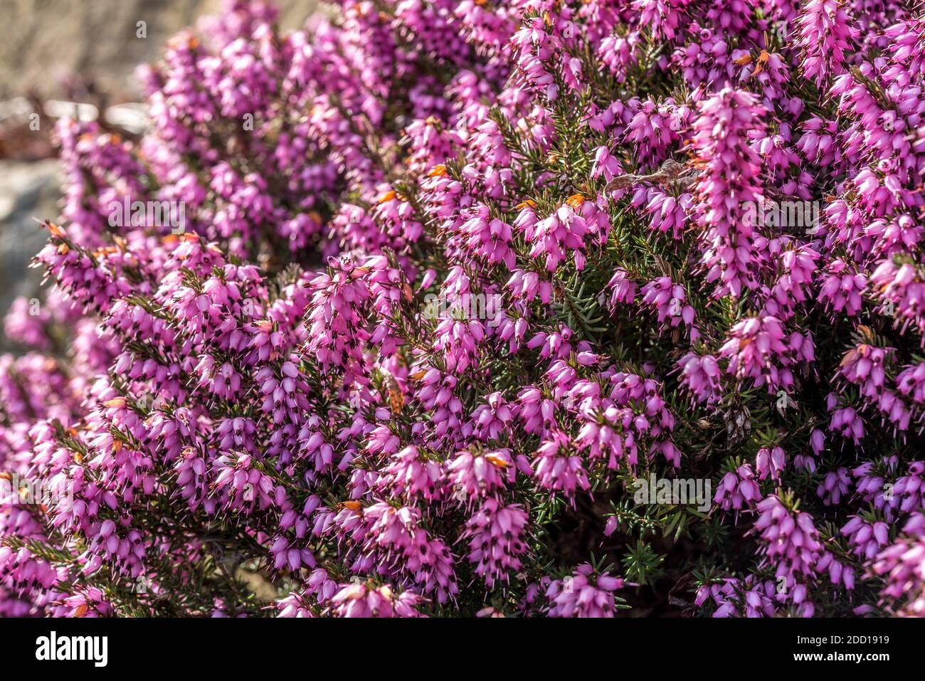 Heather, Calluna vulgaris Stock Photo - Alamy