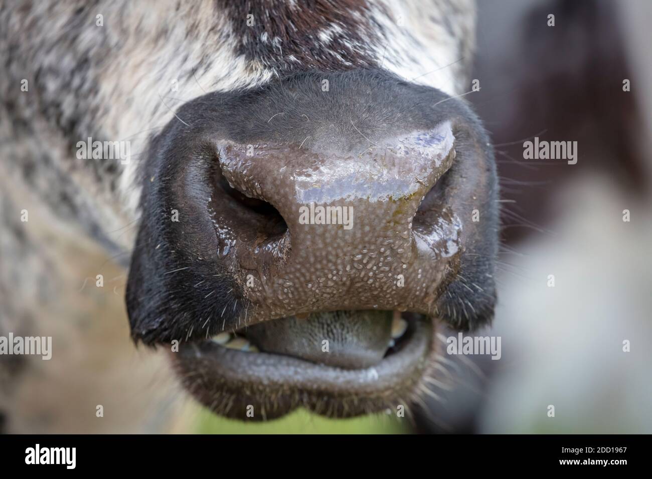 Close up of the nose and mouth of a black and white cow in regional ...