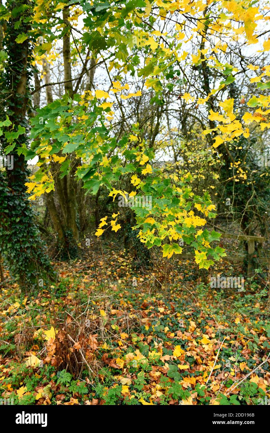 Mulched trees hi-res stock photography and images - Alamy