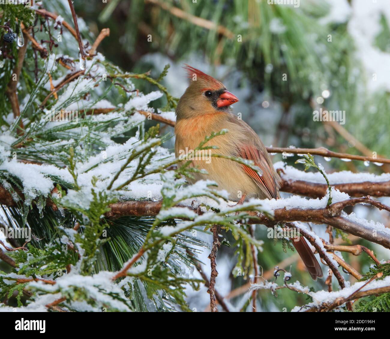 Ottawa, Canada. November 23rd, 2020. A female Northern Cardinal ...