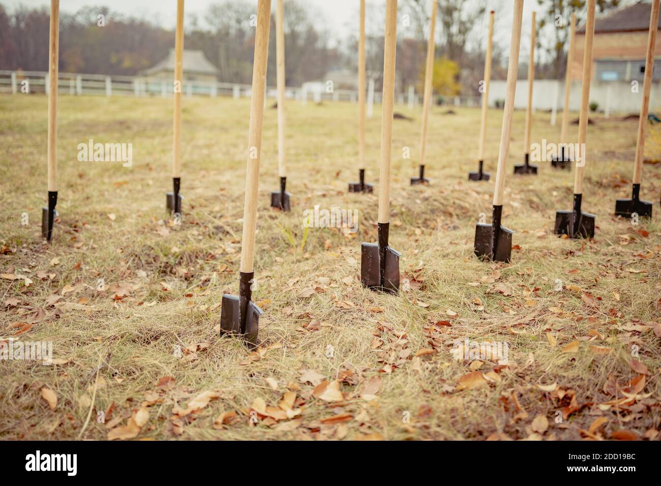 Work finished Group of shovels after planting young trees in ...