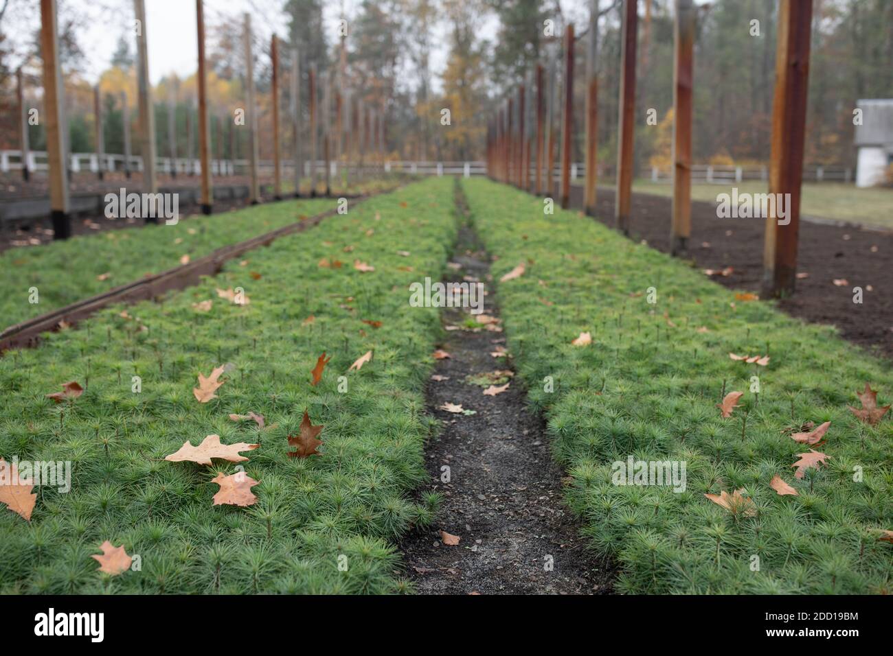 Tree farm nursery plantation, young forest grow Stock Photo - Alamy