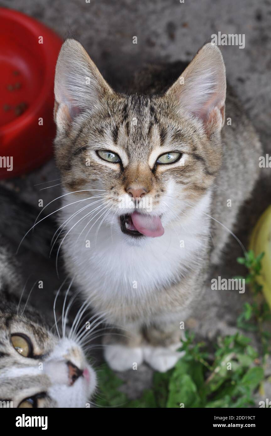 cat sitting under the table and asks to eat Stock Photo - Alamy