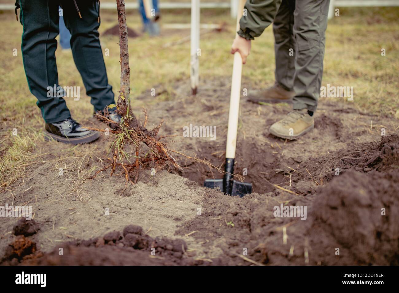Plant tree dig hole hi-res stock photography and images - Alamy