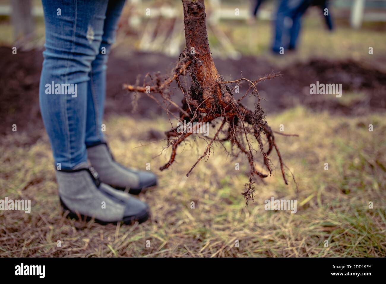 Hands planting a tree. planting a tree Stock Photo - Alamy