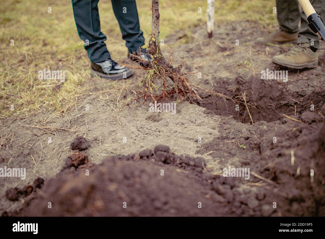 People planting tree into a hole dug with a shovel Stock Photo - Alamy