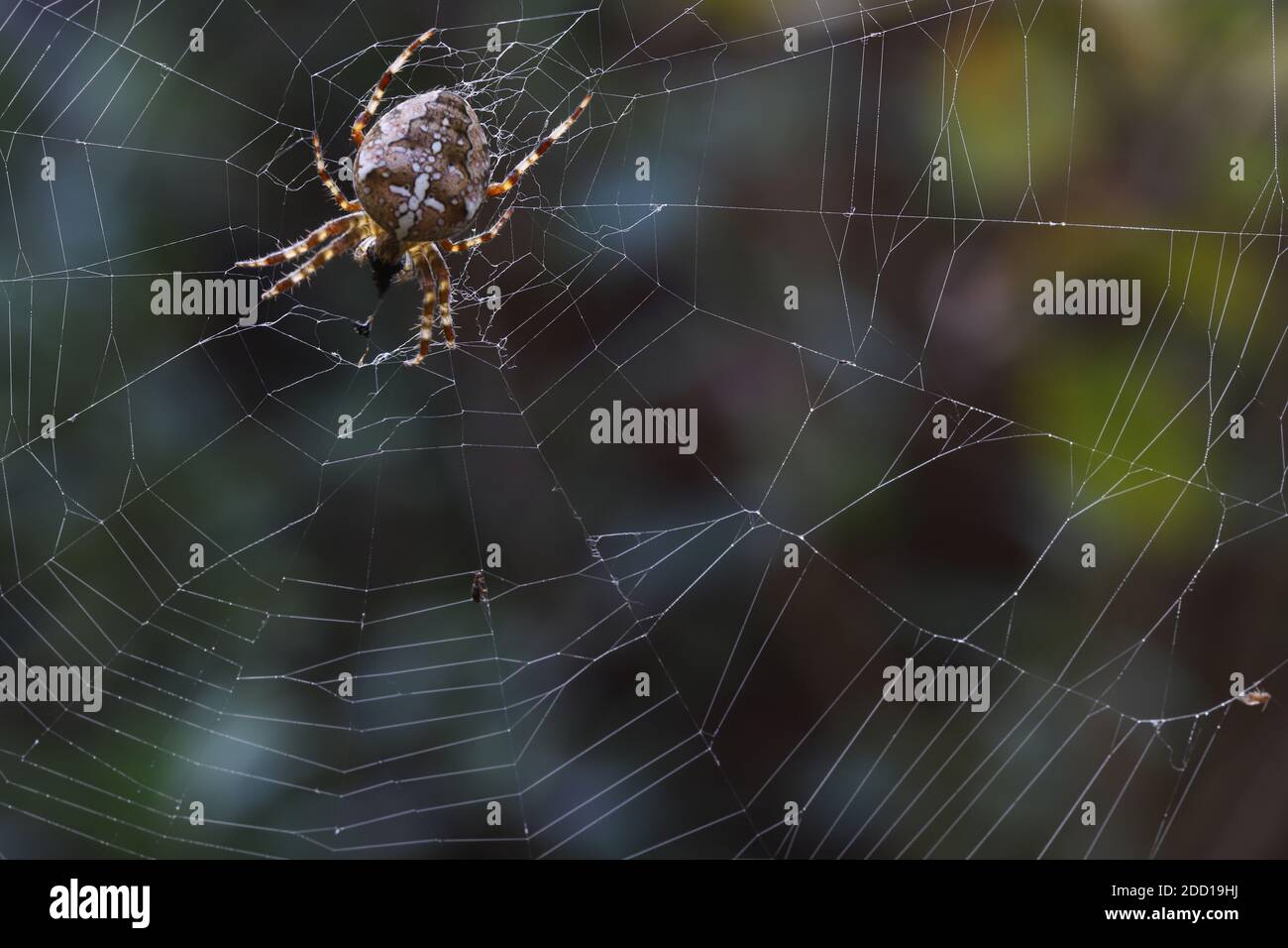 Araneus diadematus garden spider hi-res stock photography and images ...