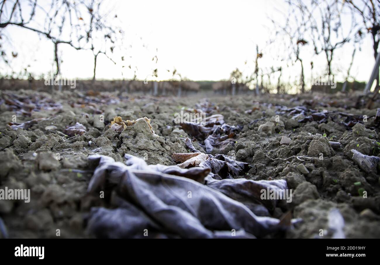 Grass sprouts on dry land, agriculture and harvest, nature Stock Photo ...