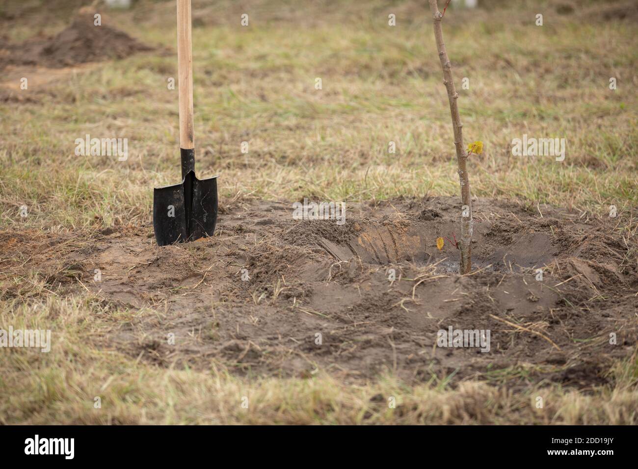 sapling tree ready for planting in the city park, concept of ...