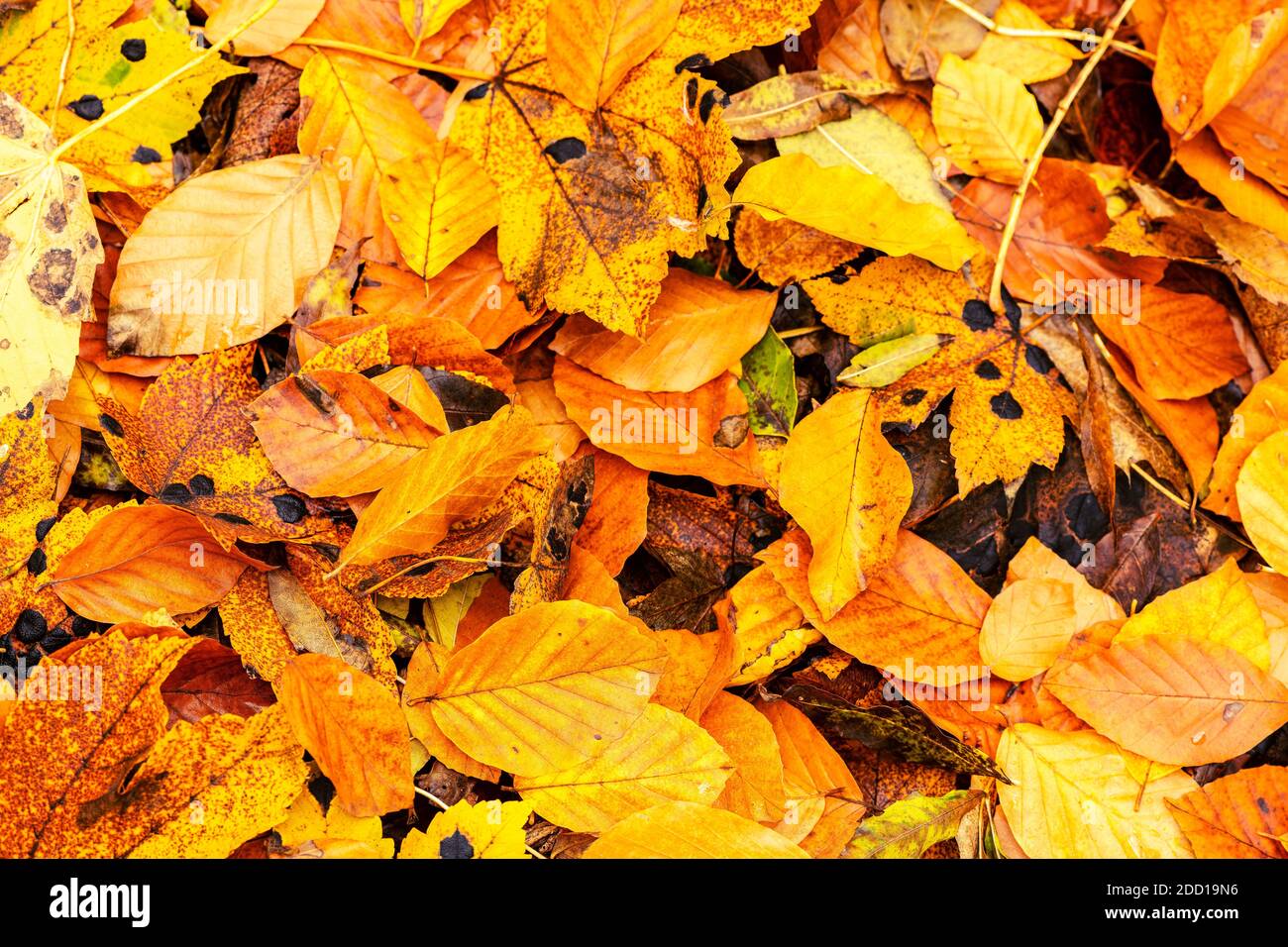 Colorful background of fallen autumn leaves Top view Stock Photo - Alamy