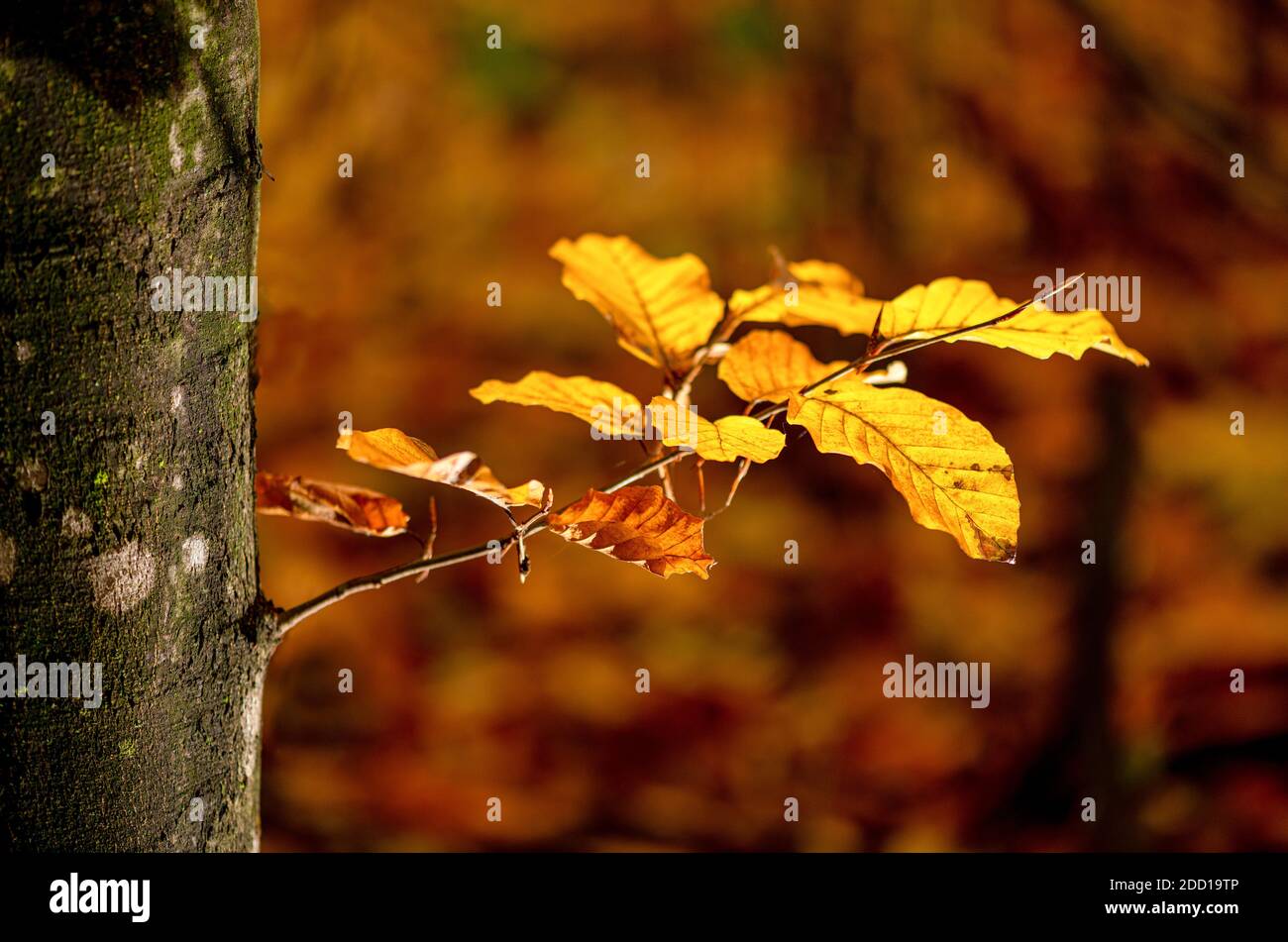 Tree branch sticking out hi-res stock photography and images - Alamy
