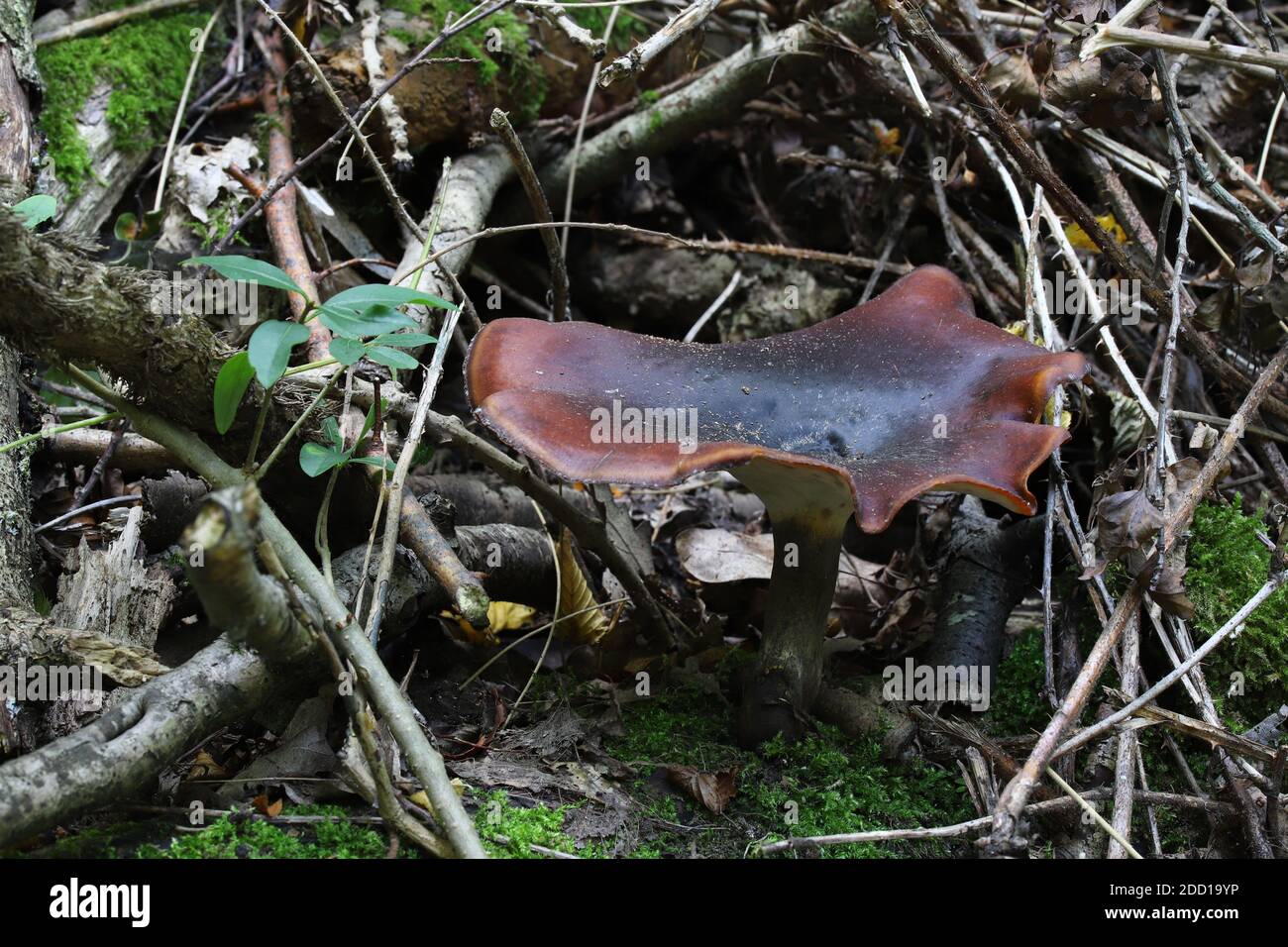 Polyporus durus, the bay polypore Stock Photo - Alamy
