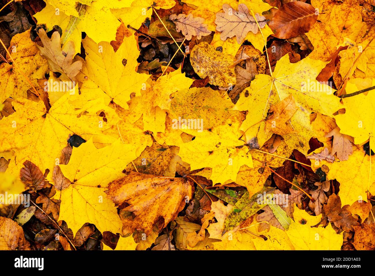 Colorful background of fallen autumn leaves Top view Stock Photo - Alamy