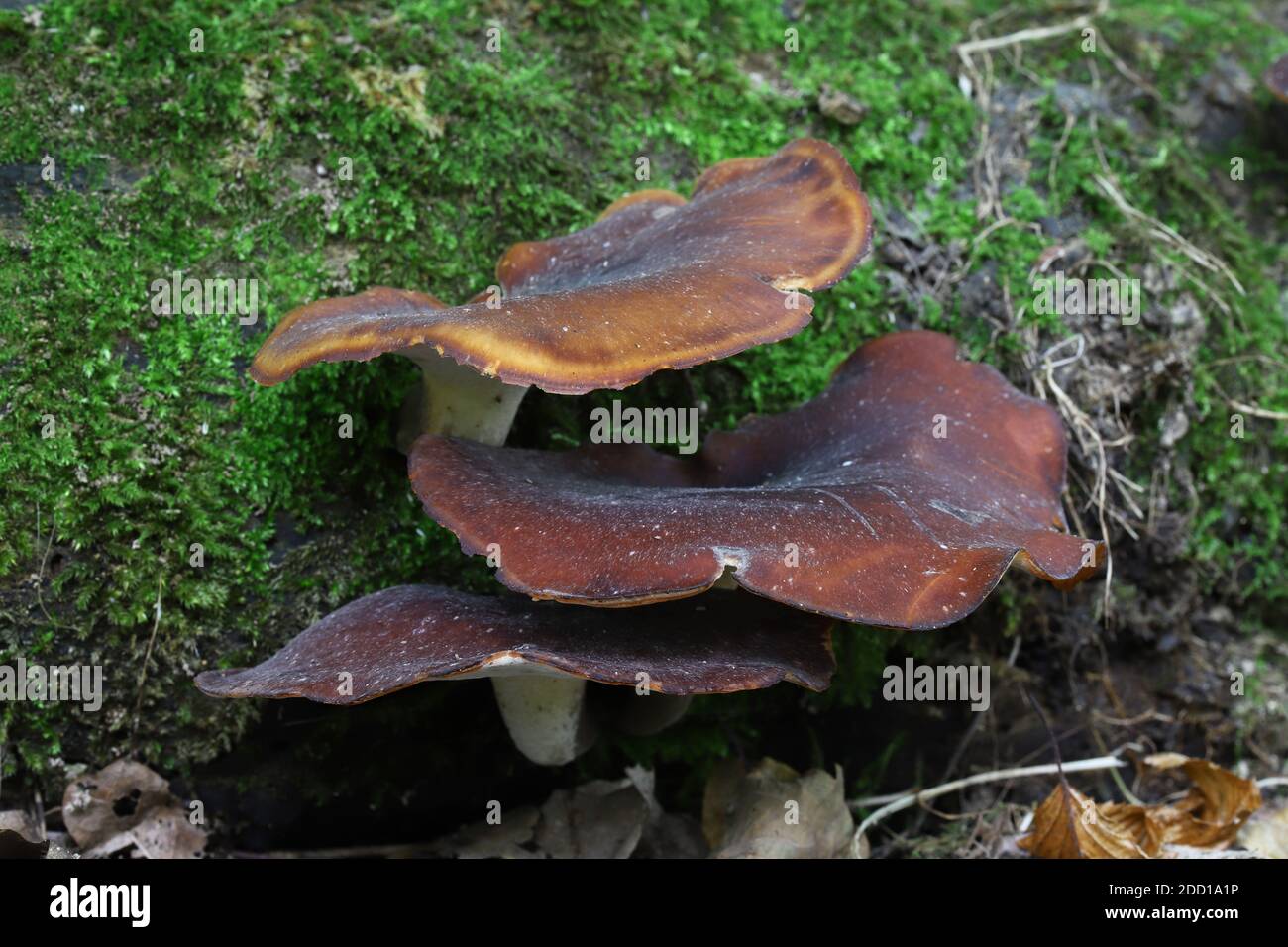 The bay polypore hi-res stock photography and images - Alamy