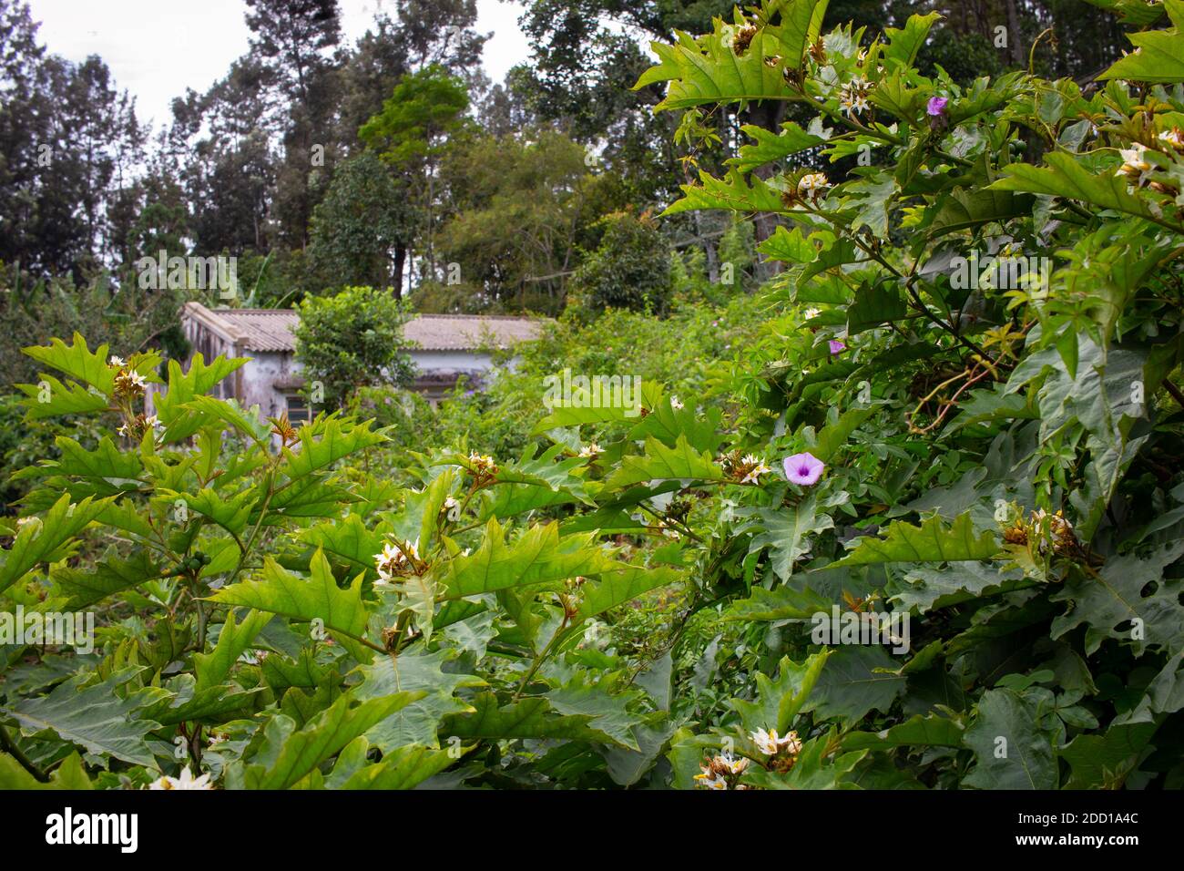 View of a house in the midst of a forest area in Yercaud, India Stock ...