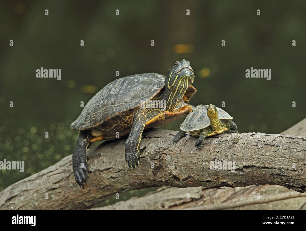 Red-eared Slider (Ttachemys scripta elegans) introduced species with ...