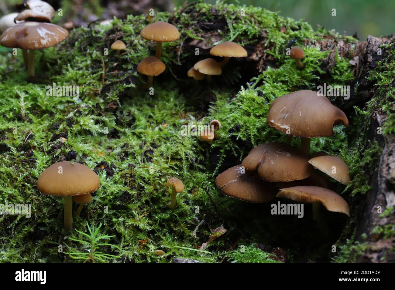 Twiglet hi-res stock photography and images - Alamy