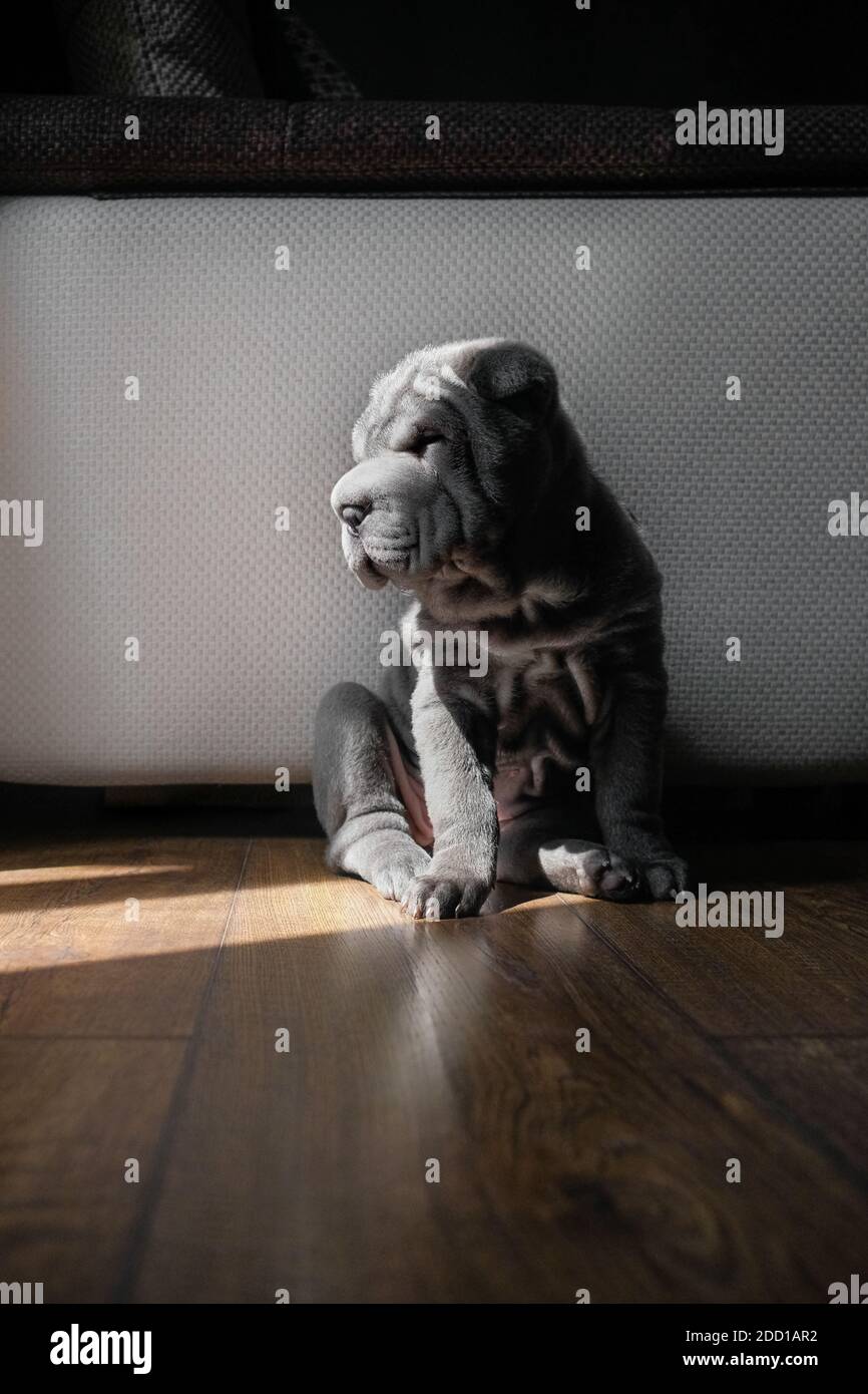 Shar pei home hi-res stock photography and images - Alamy