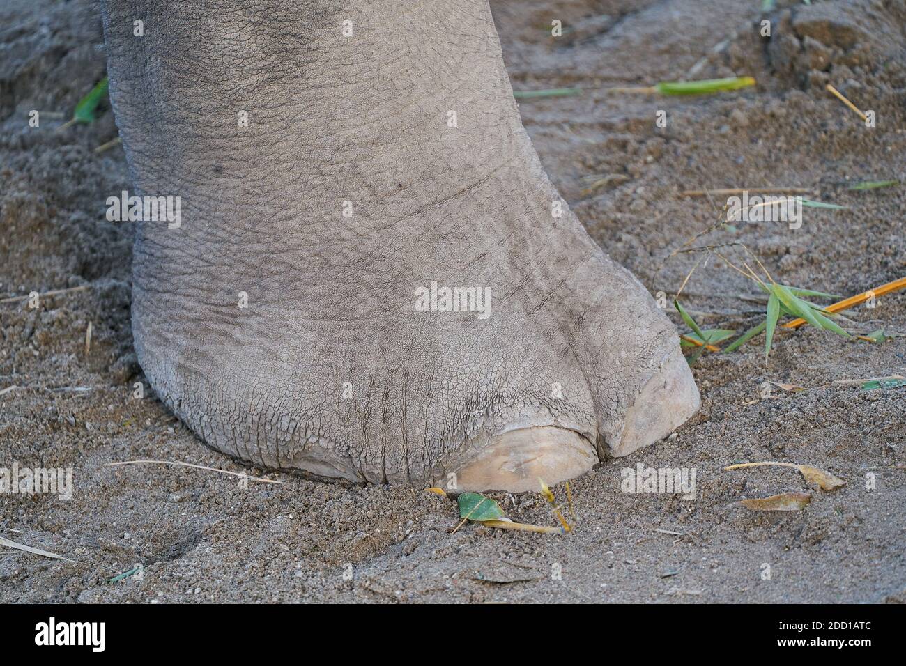 Close up image of an Elephants foot Stock Photo - Alamy