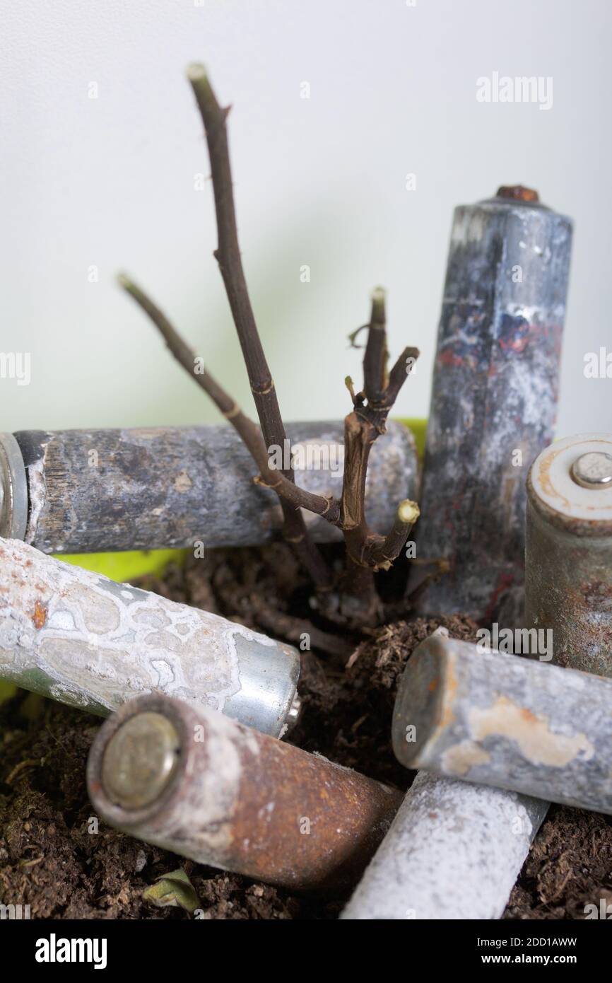 A flower pot with a withered plant. It contains corroded used batteries ...