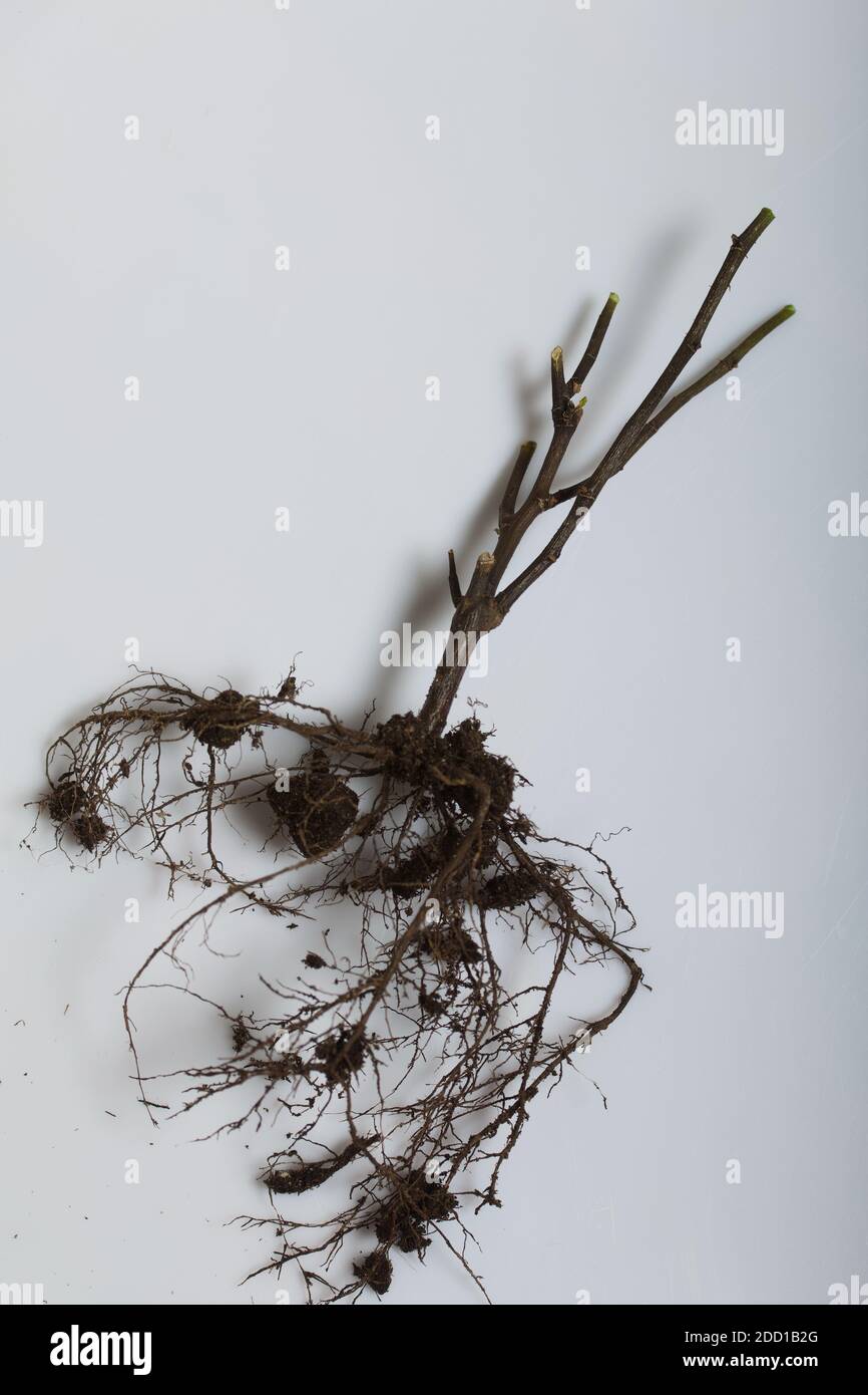 A dried plant with a root system. Filmed on a white surface Stock Photo ...