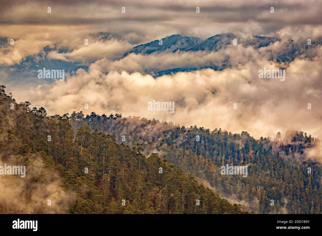 Bhutan forest hi-res stock photography and images - Alamy