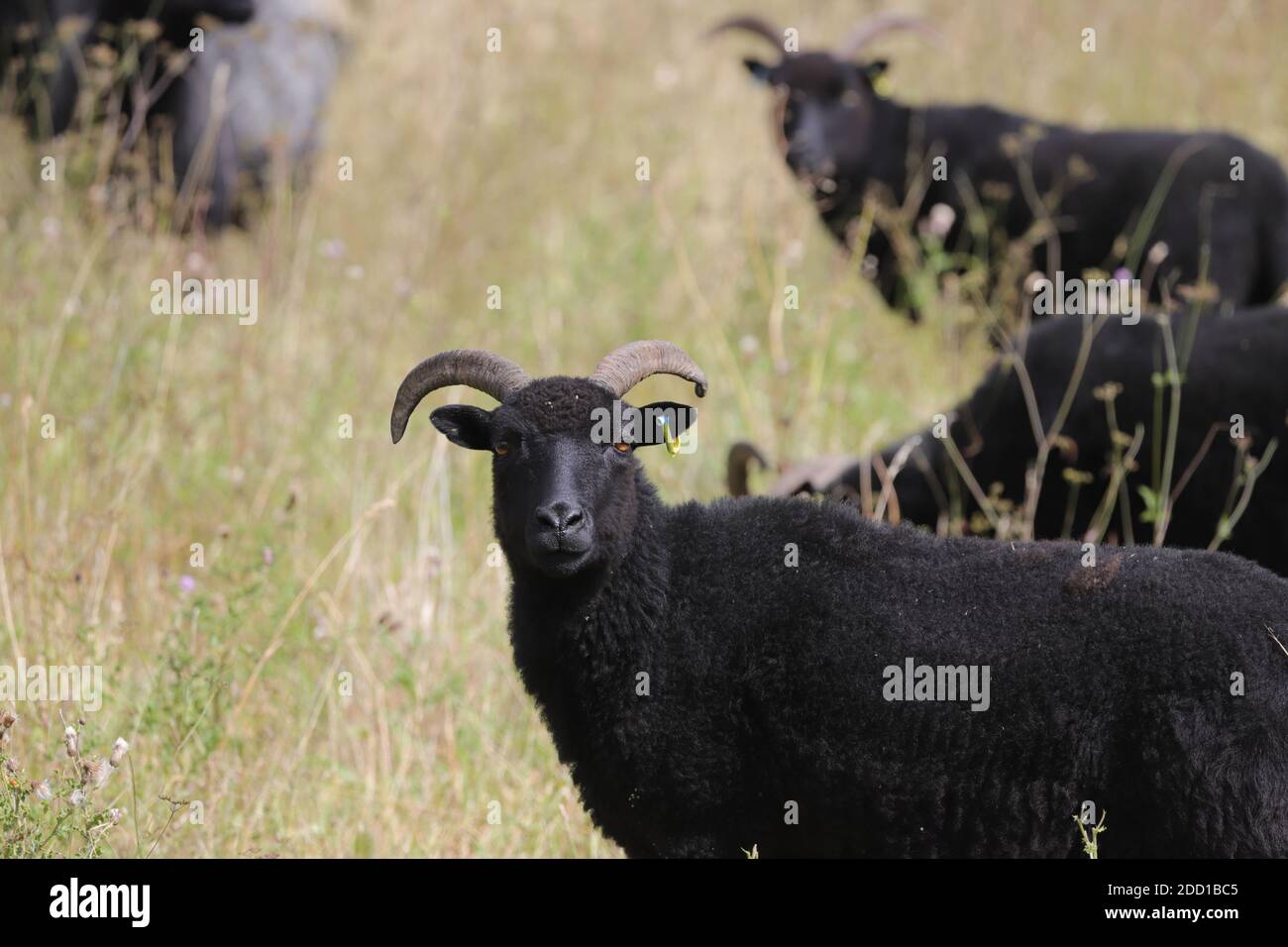 The hebridean trust hi-res stock photography and images - Alamy