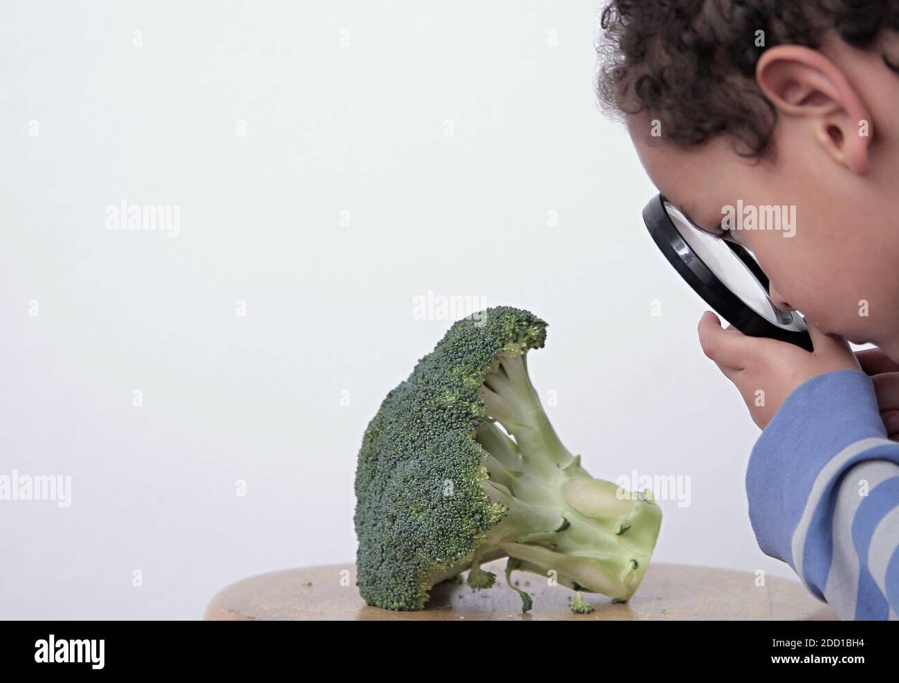 boy looking at broccoli with magnifying glass on grey background stock ...
