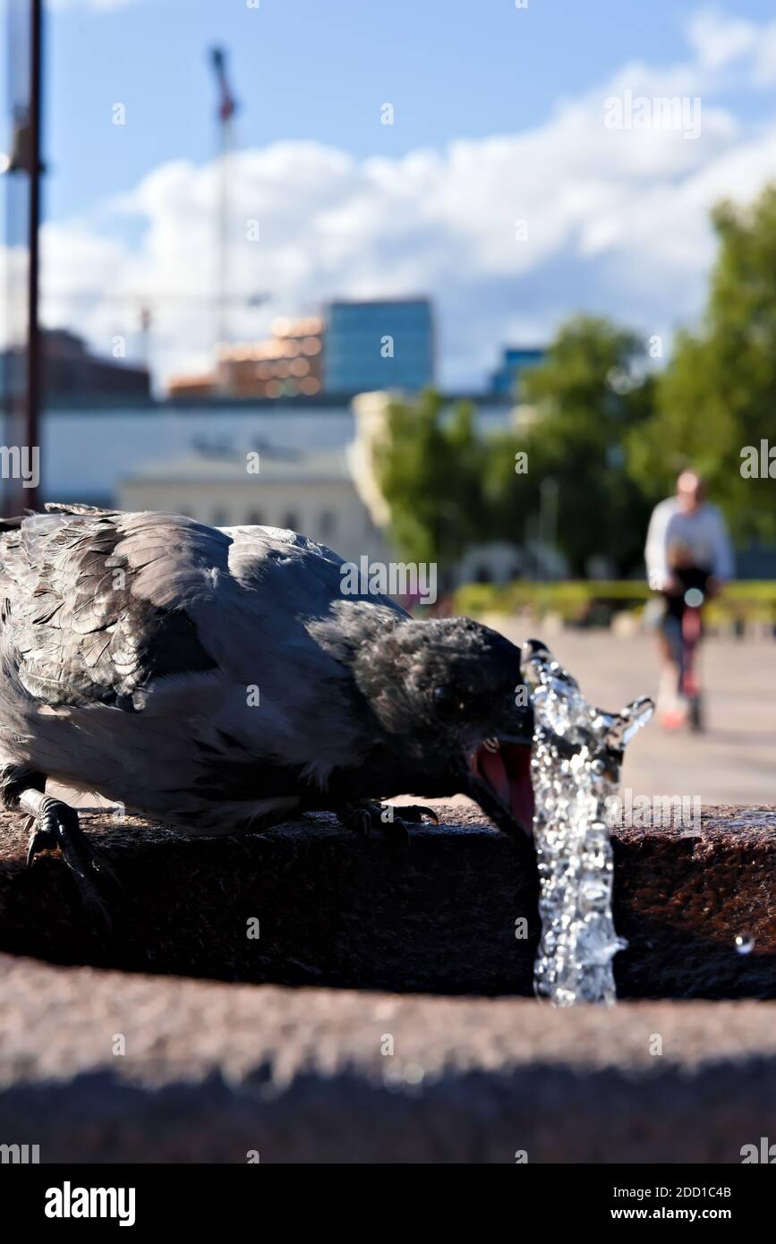 Thirsty hooded crow drinking water from a public spring in the summer ...