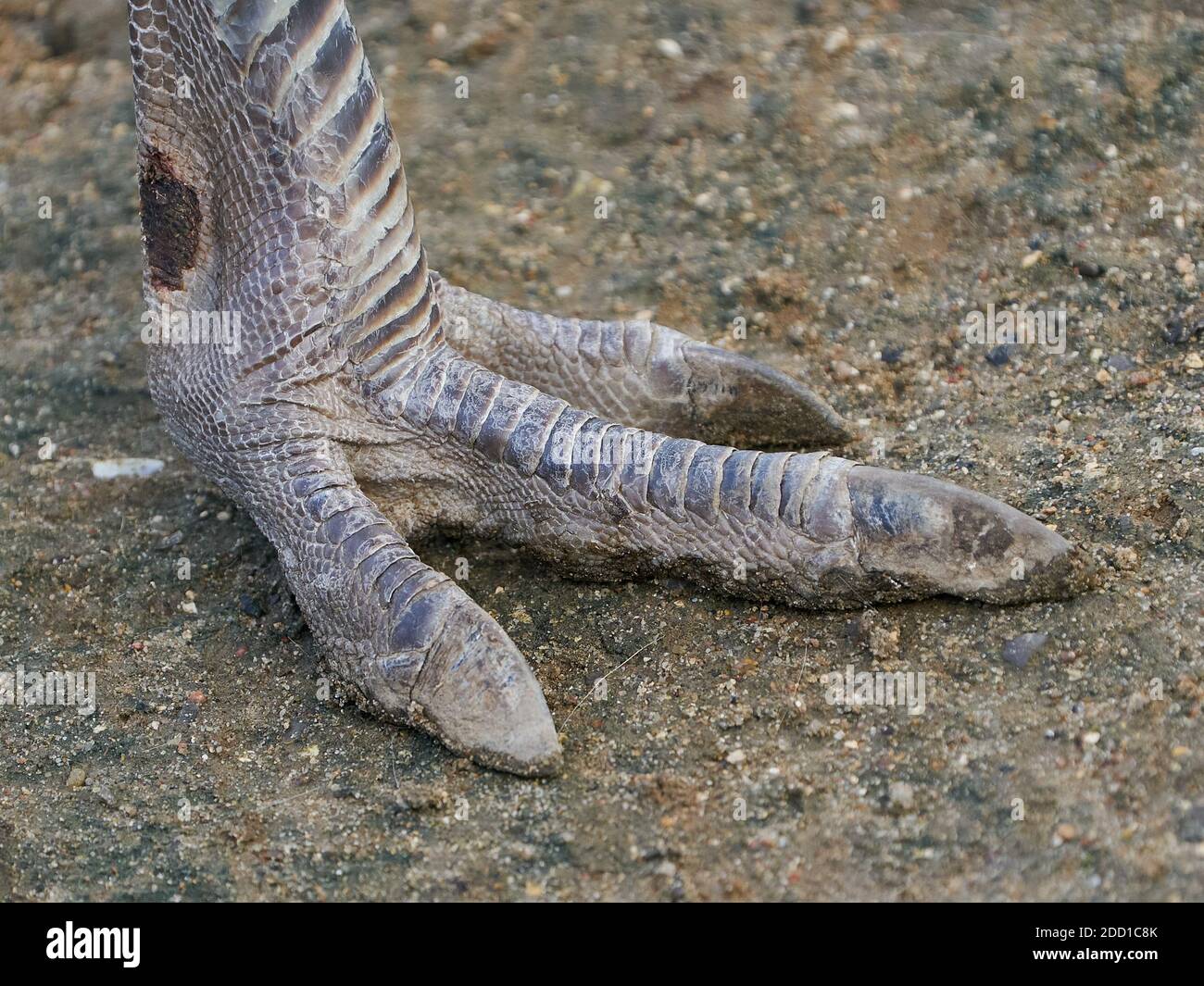 Close up image of the foot on a Greater rhea (Rhea americana Stock ...