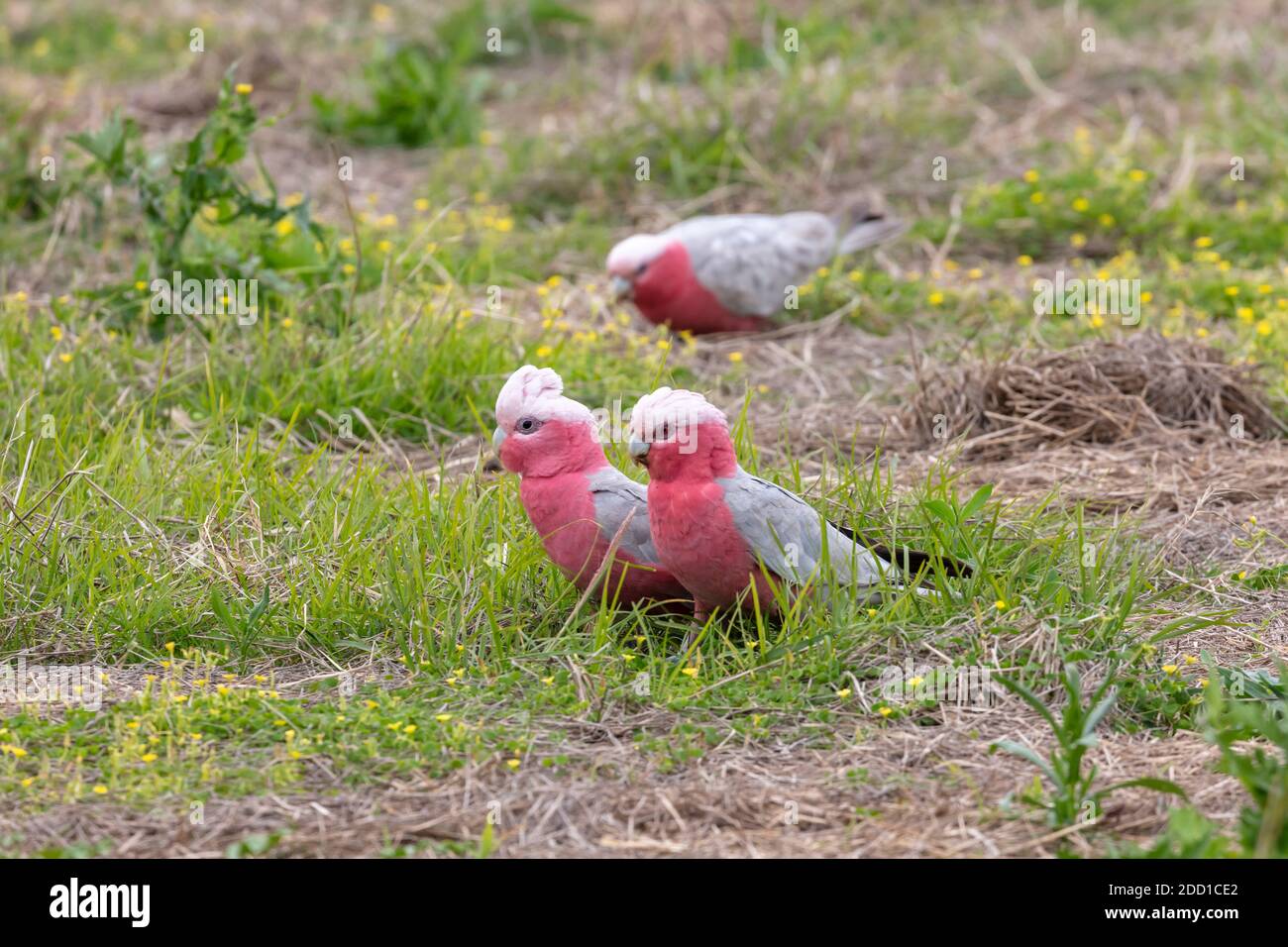 Pink Feet Field Bird High Resolution Stock Photography and Images - Alamy