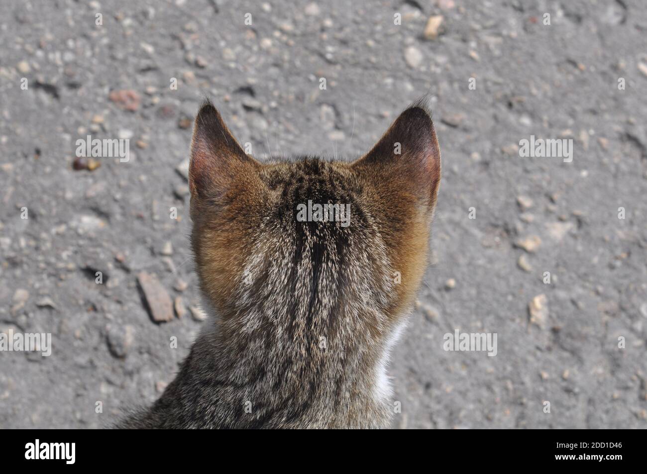 The back of a tabby cat' head on a road background Stock Photo - Alamy