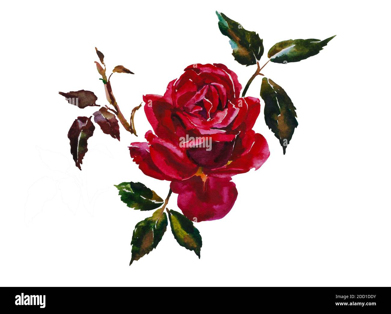 Dark red rose head with leaves branch original watercolor illustration ...