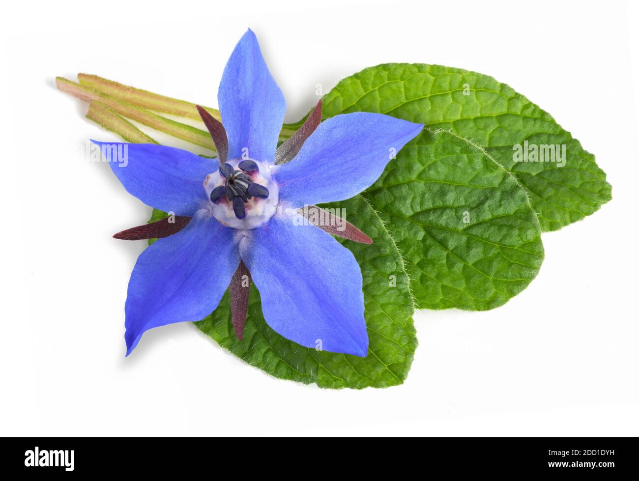 Borage plant (Borago officinalis) isolated on white background Stock ...