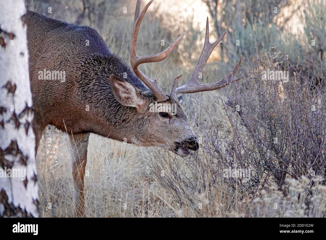 A large mule deer buck feeding on wild browse and shrubs in a rural ...