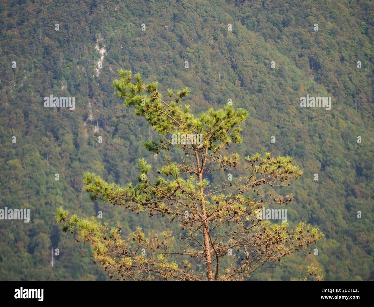 A closeup of a tree growing on the mountain covered in the forest ...