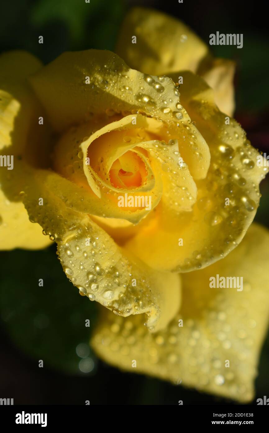 A closeup of a beautiful yellow rose with water drops on the petals on ...