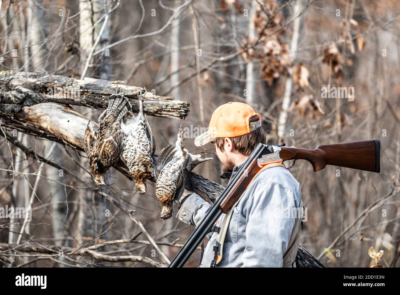 A young Ruffed Grouse hunter in Minnesota on an October afternoon Stock ...