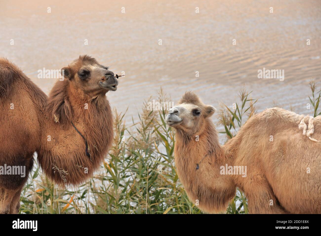 Bactrian camel pair-Sumu Barun Jaran Lake reedbeds-Badain Jaran Desert ...