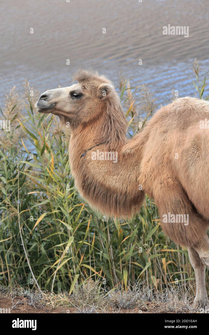 Bactrian camel. Sumu Barun Jaran Lake reedbeds-Badain Jaran Desert ...