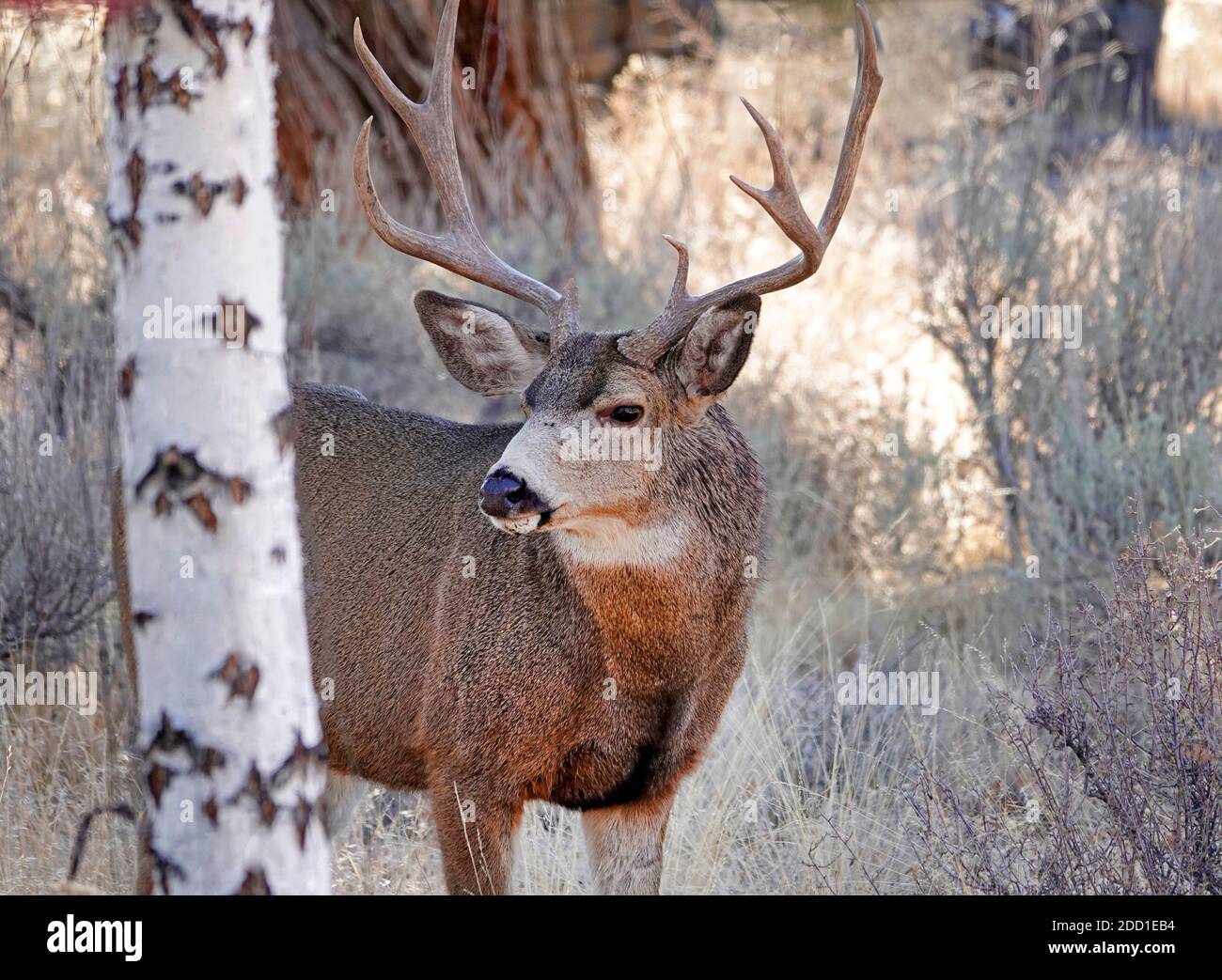 Rutting mule deer hi-res stock photography and images - Alamy