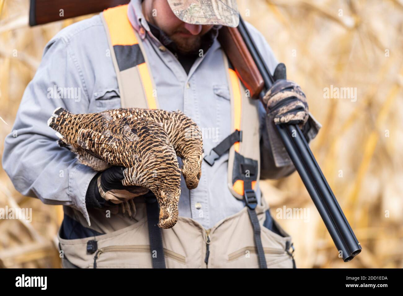 Nebraska prairie chicken hi-res stock photography and images - Alamy