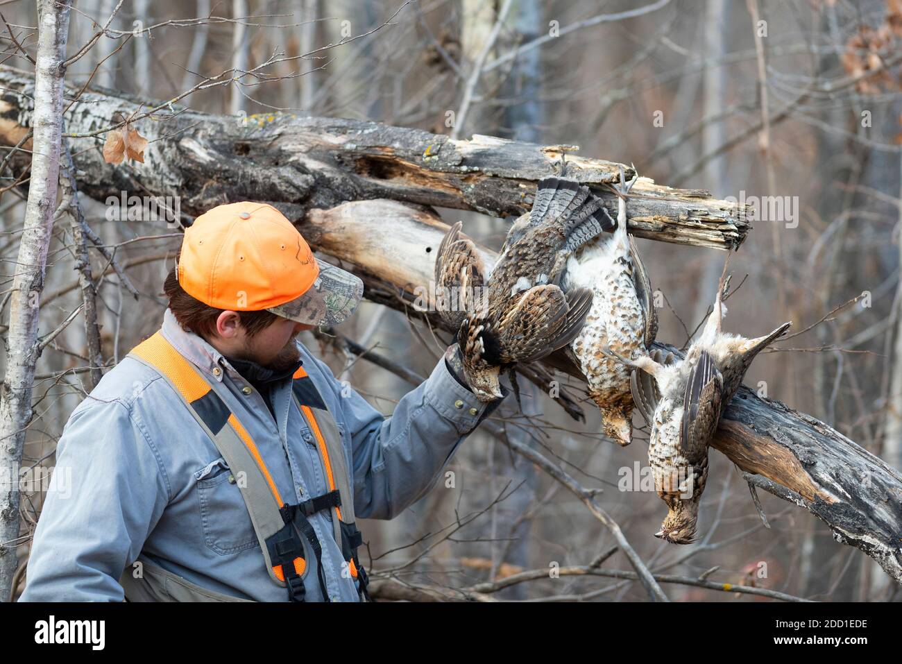 Ruffed Grouse Hunting