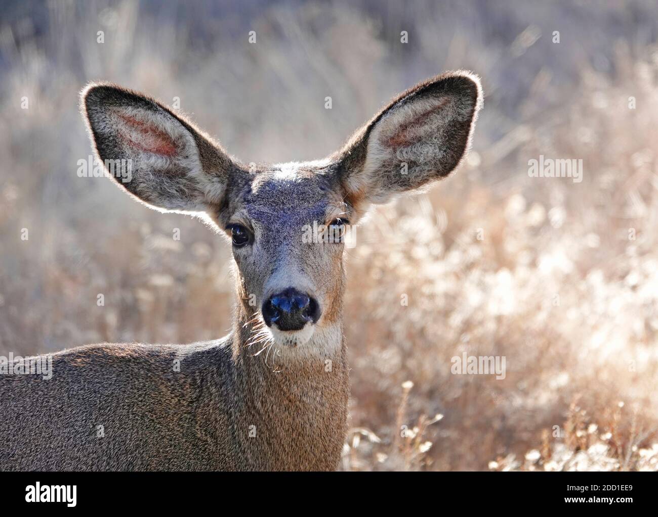 Female mule deer hi-res stock photography and images - Alamy