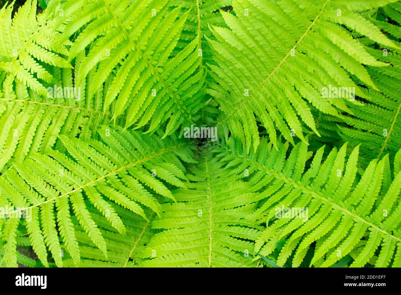 Perfect natural fern pattern. Beautiful background made with young ...