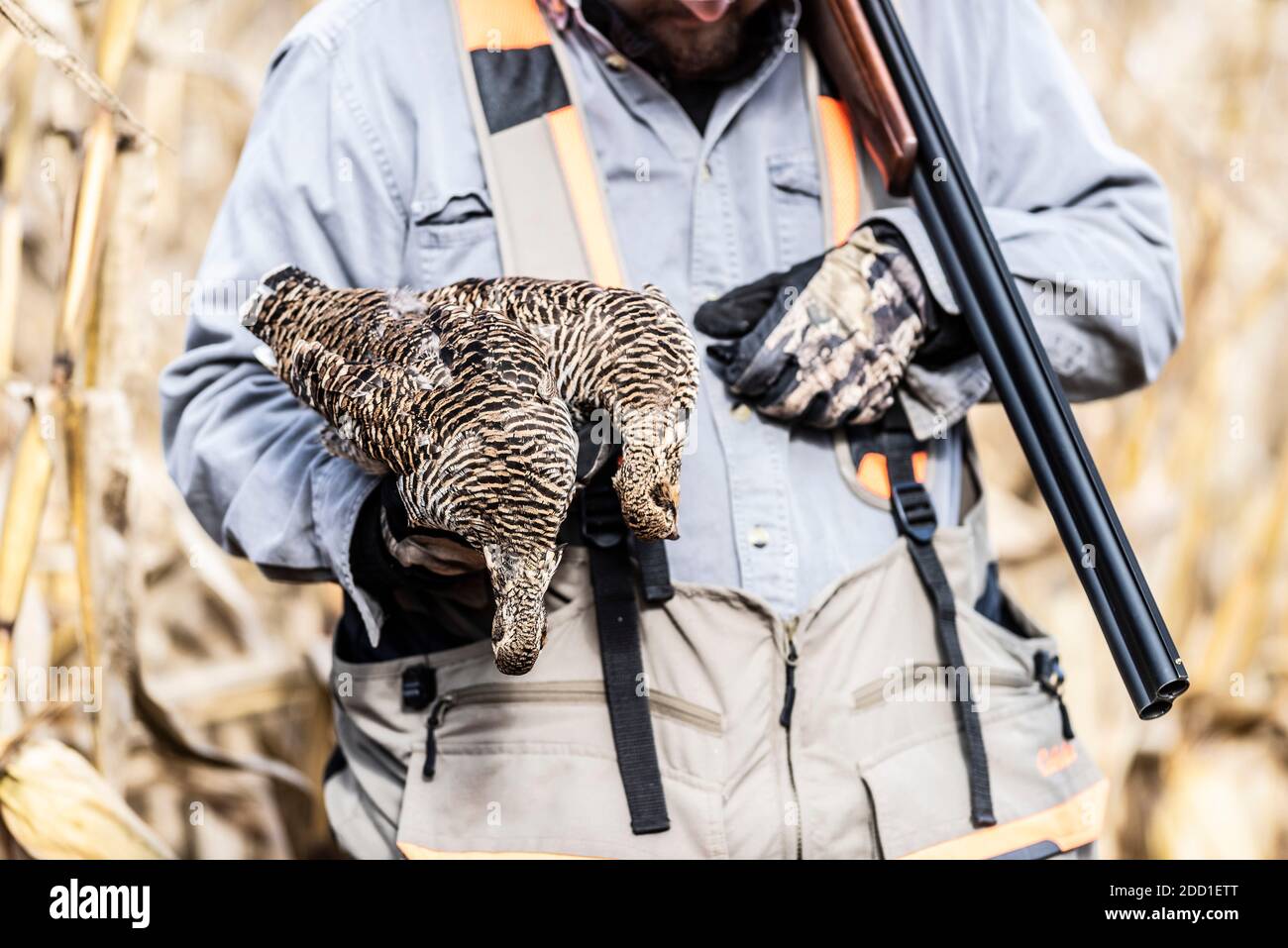 Prairie Chicken Hunting in Kansas Stock Photo - Alamy