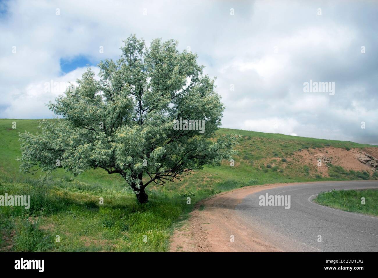 Elm tree on side of road hi-res stock photography and images - Alamy