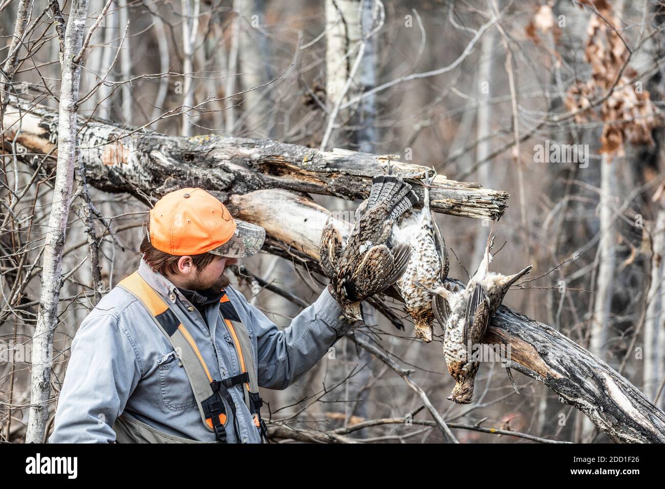 A young Ruffed Grouse hunter in Minnesota on an October afternoon Stock ...